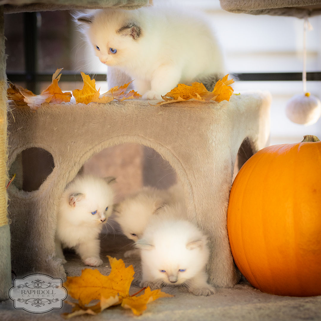 Contact - Cattery London