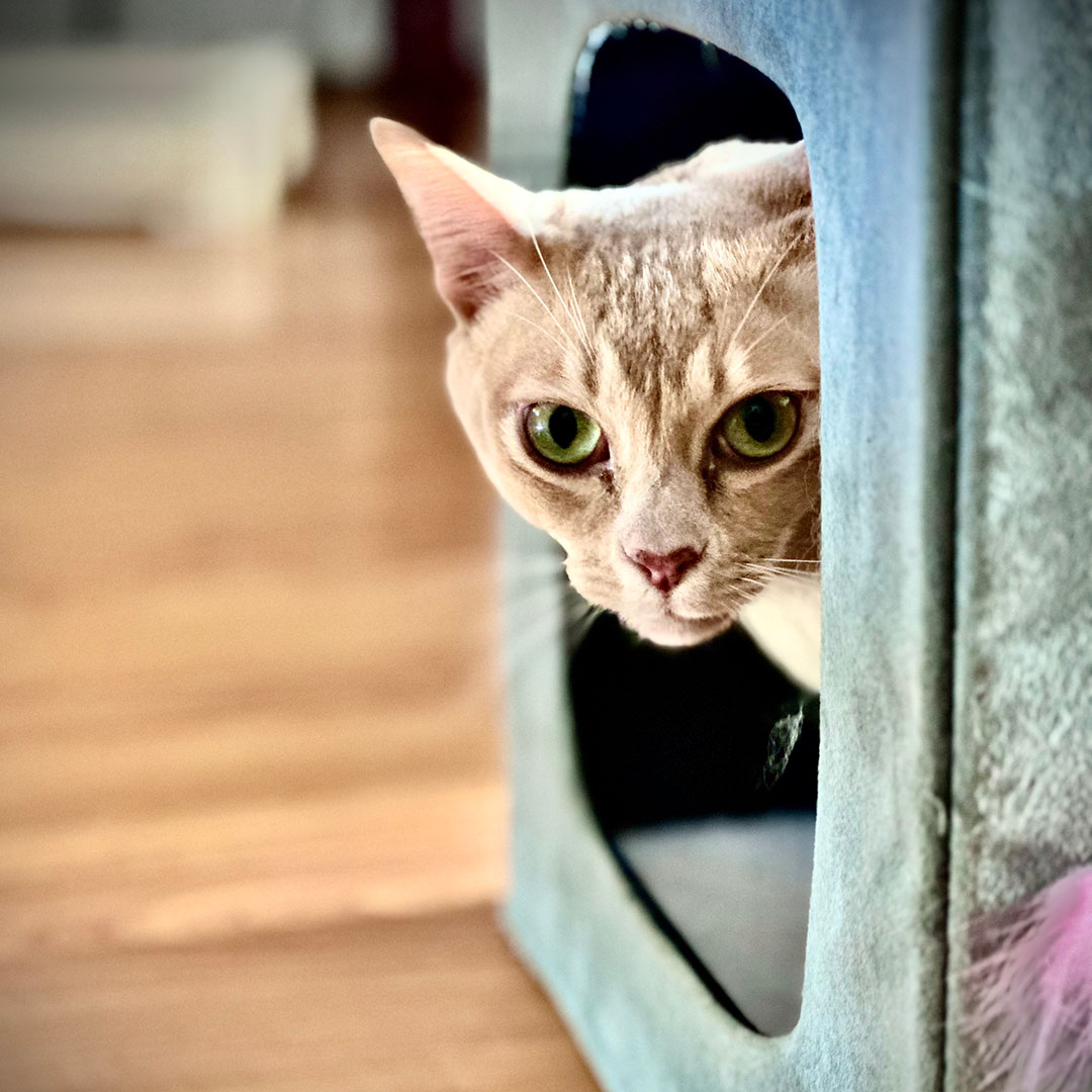 Cat FAQ - Cattery London