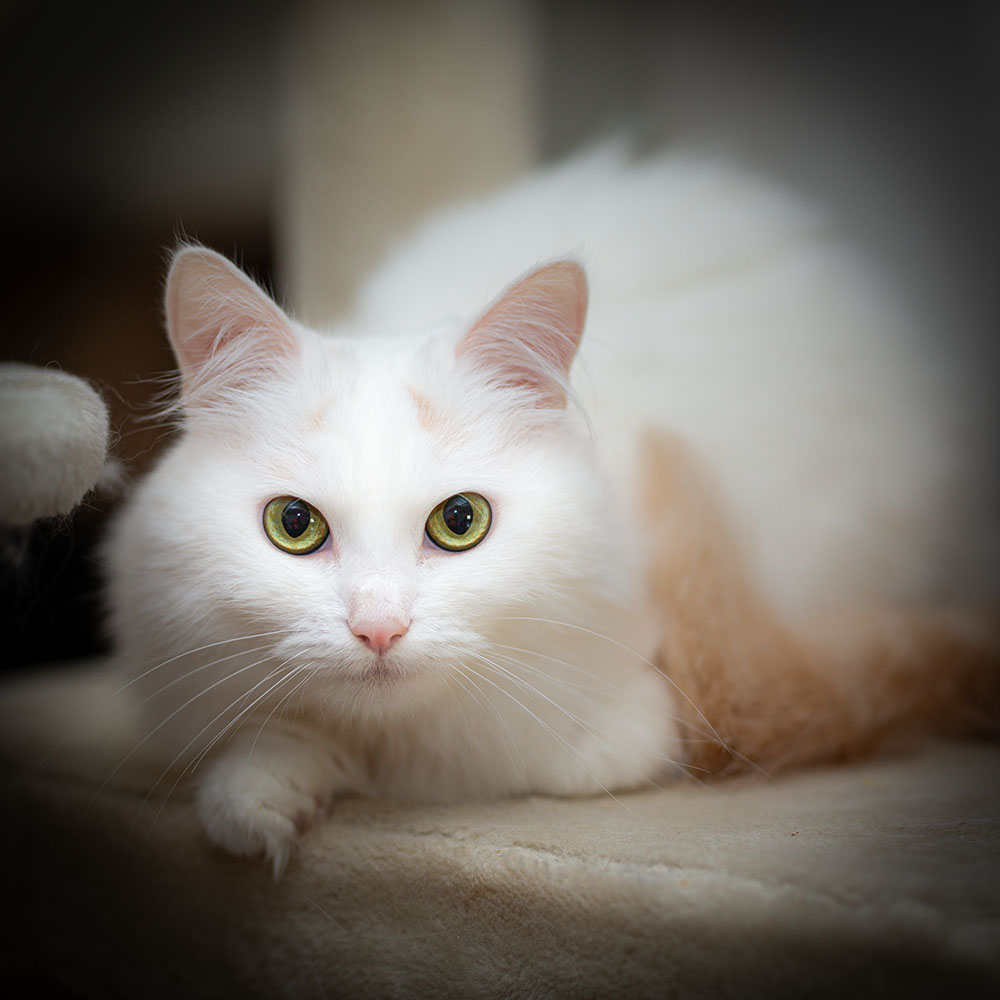 Cat boarding Ouzie - Cattery London