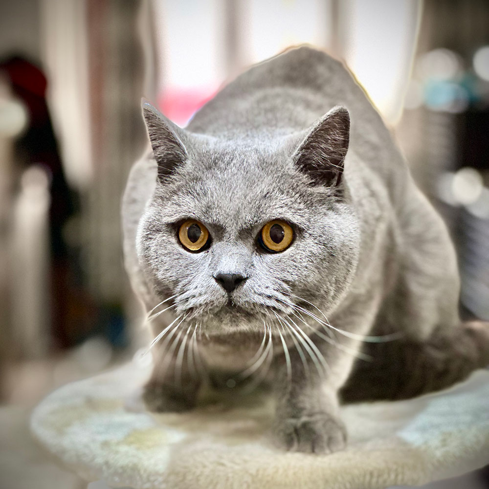 Cat boarding Kairo - Cattery London