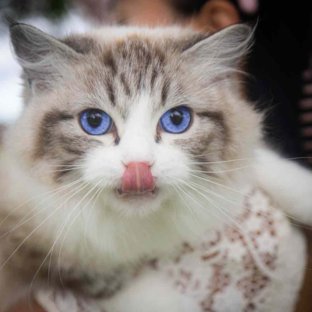 Cat boarding Coco - Cattery London