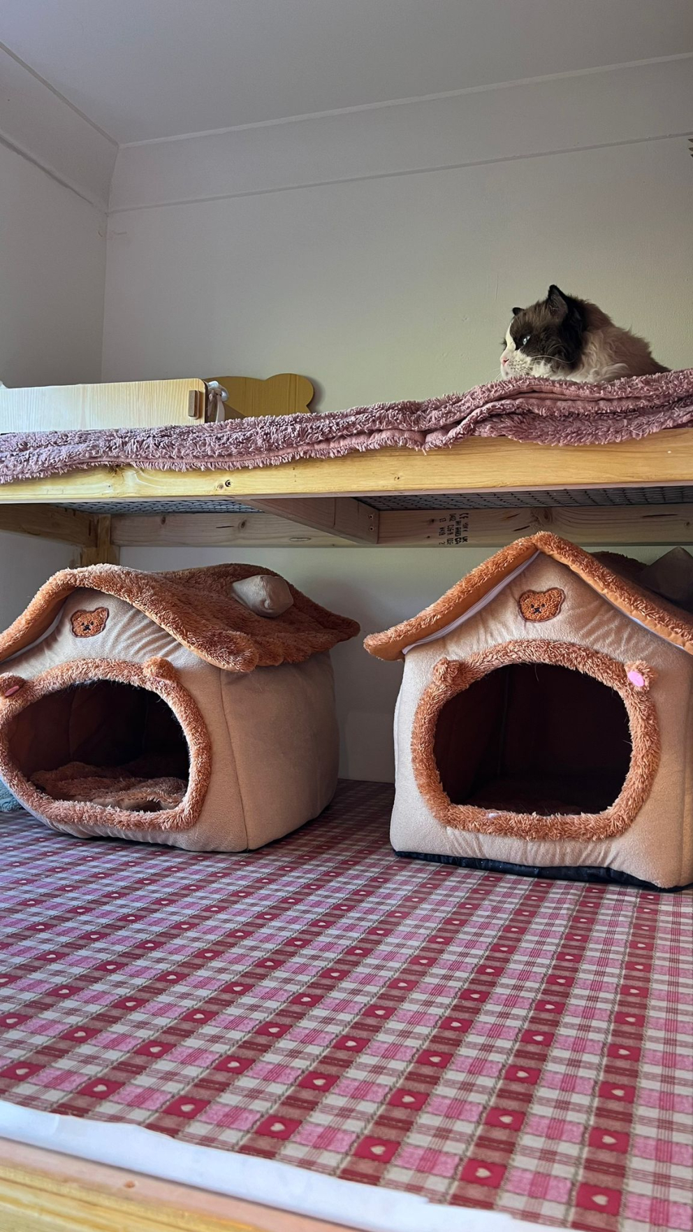 Cattery London